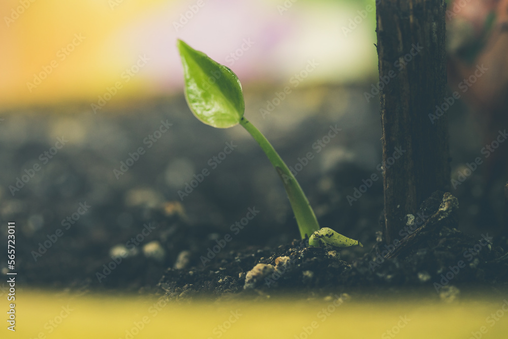Green sprout, seeding growing from sol in a flower pot in home garden. Young plant grows on the ...