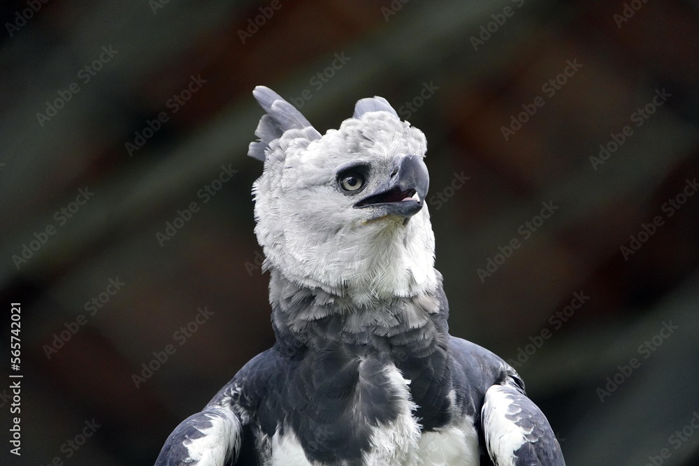Harpy Eagle, (Harpia harpyja) Accipitridae family. Amazonia, Brazil ...