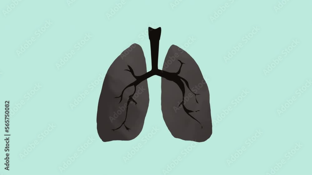 Normal healthy lungs turn into black smokers lungs and heal afterwards ...