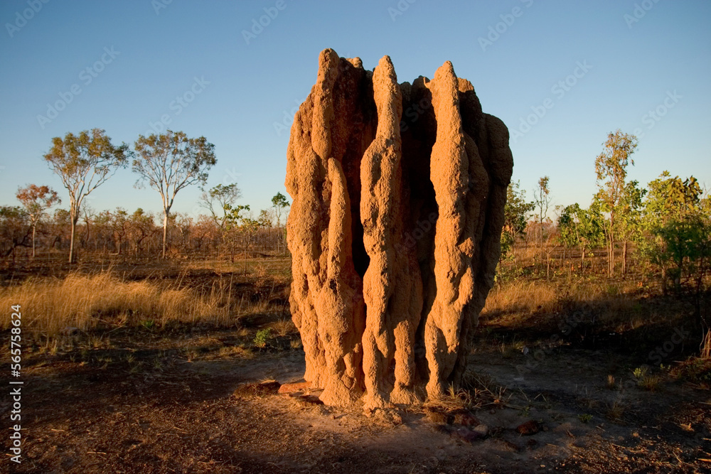 Giant termite mounds. Stock Photo | Adobe Stock