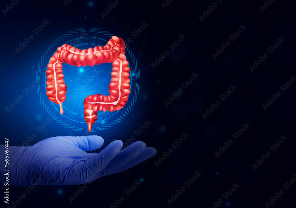 Large intestine isolated.Doctor's hand on dark blue background DIGITAL ...