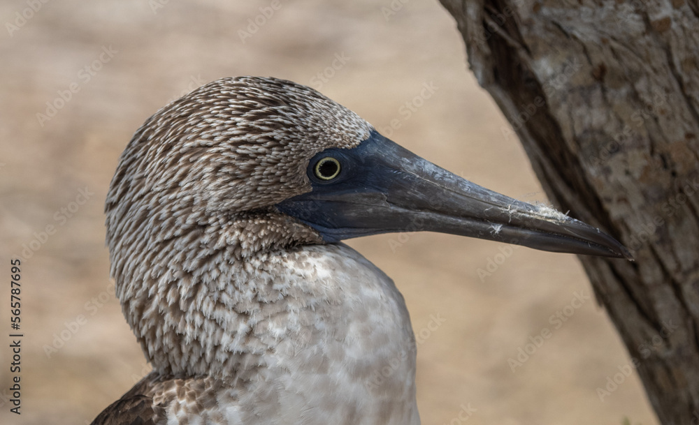 Alcatraz Camanay o Piquero pata azul (Sula nebouxii) en la Isla de la ...
