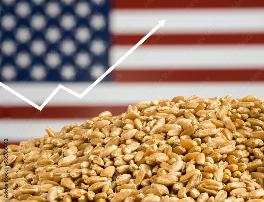 The production of wheat grain in the USA has increased. Food surplus of ...