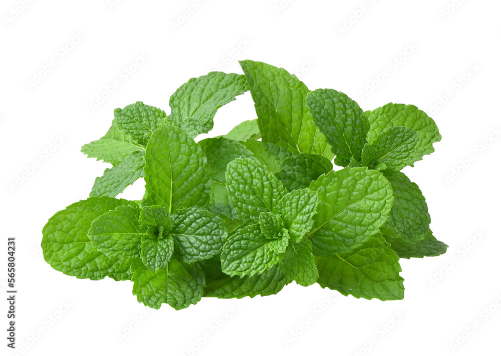 Mint leaves isolated on transparent png Stock Photo | Adobe Stock