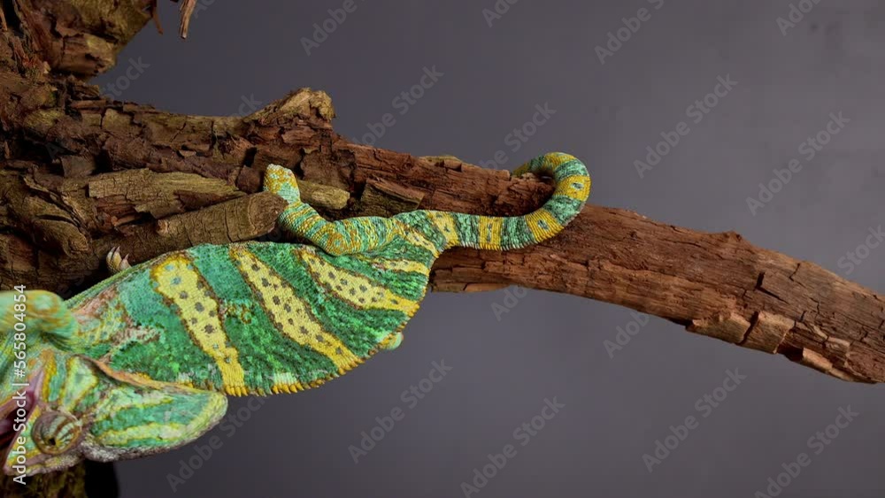 Veiled Chameleon, Chamaeleo calyptratus sits on branch and look in ...