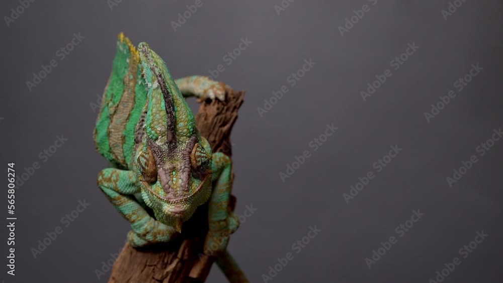 Vidéo Stock Veiled Chameleon, Chamaeleo calyptratus sits on branch and ...