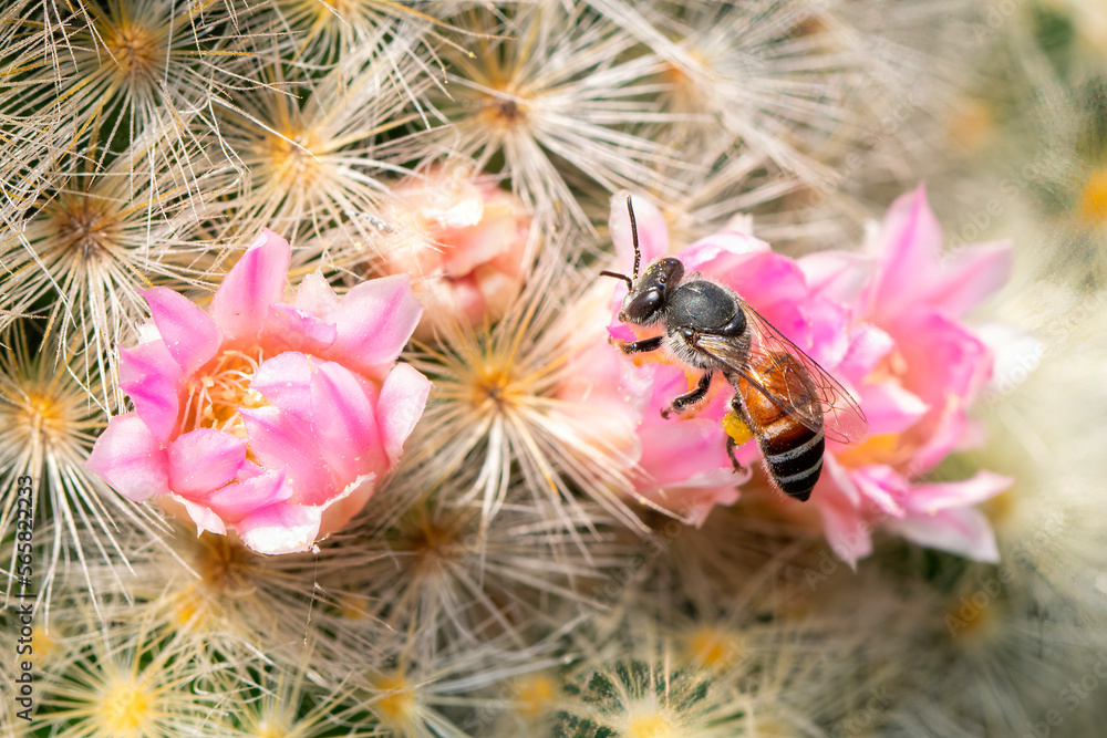 Image of little bee or dwarf bee(apis florea) on pink flower collects ...