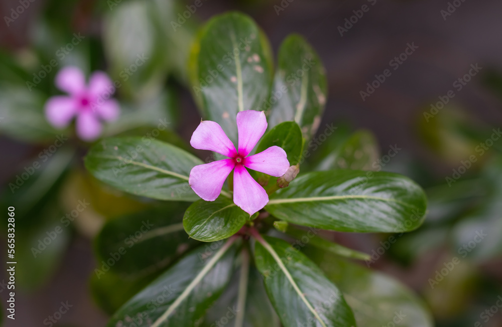 Rose Periwinkle Flower or Catharanthus Roseus on Its Plant with Leaves ...