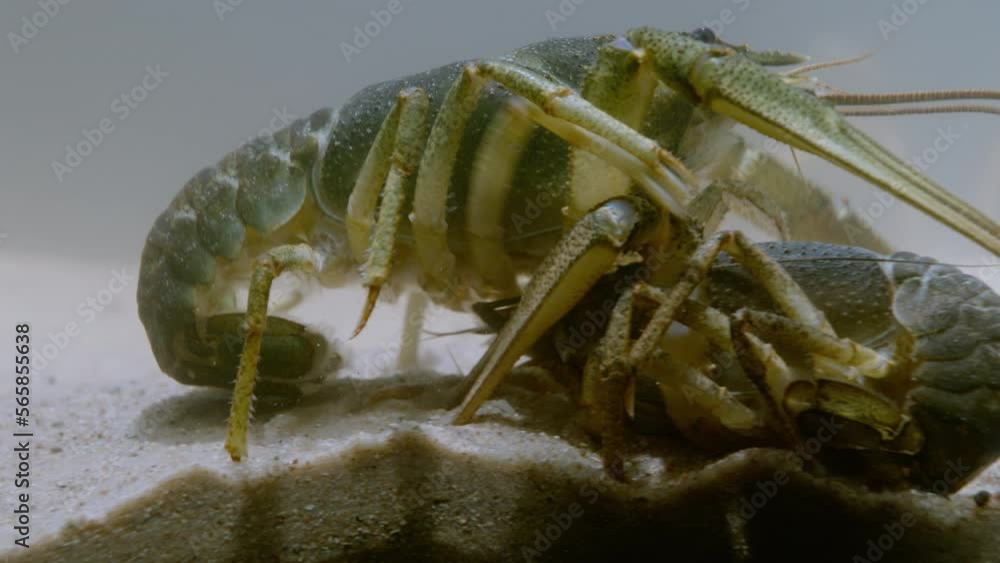 North America Crayfish living on southeastern. Crustaceans at the ...