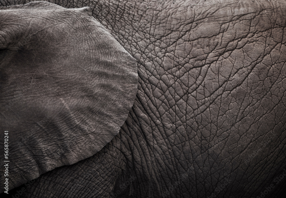 Textures of elephant skin. Stock Photo | Adobe Stock