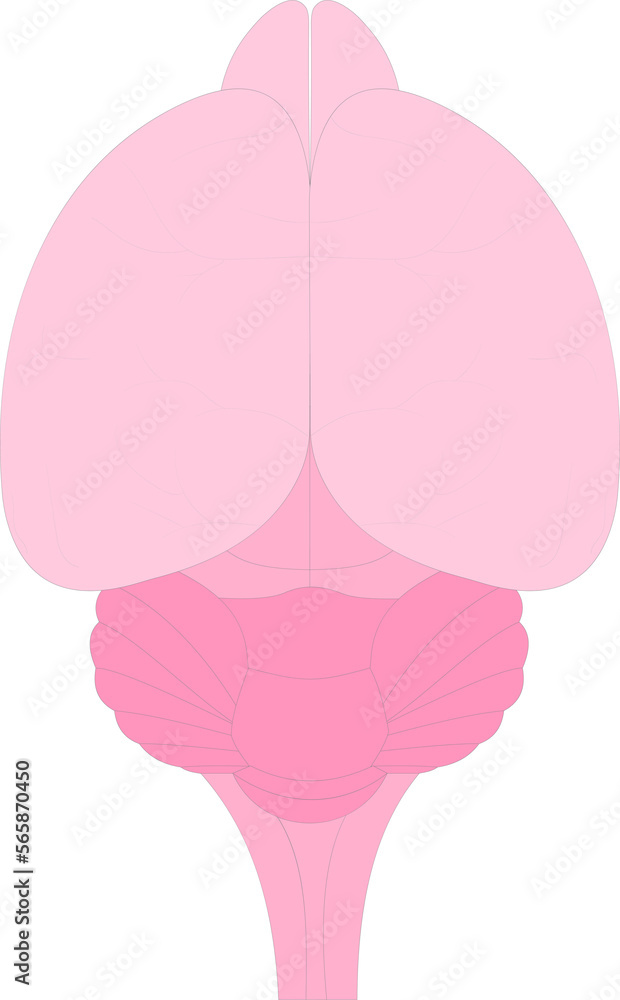 Animal anatomy. Mouse Brain (dorsal surface). Stock Illustration ...