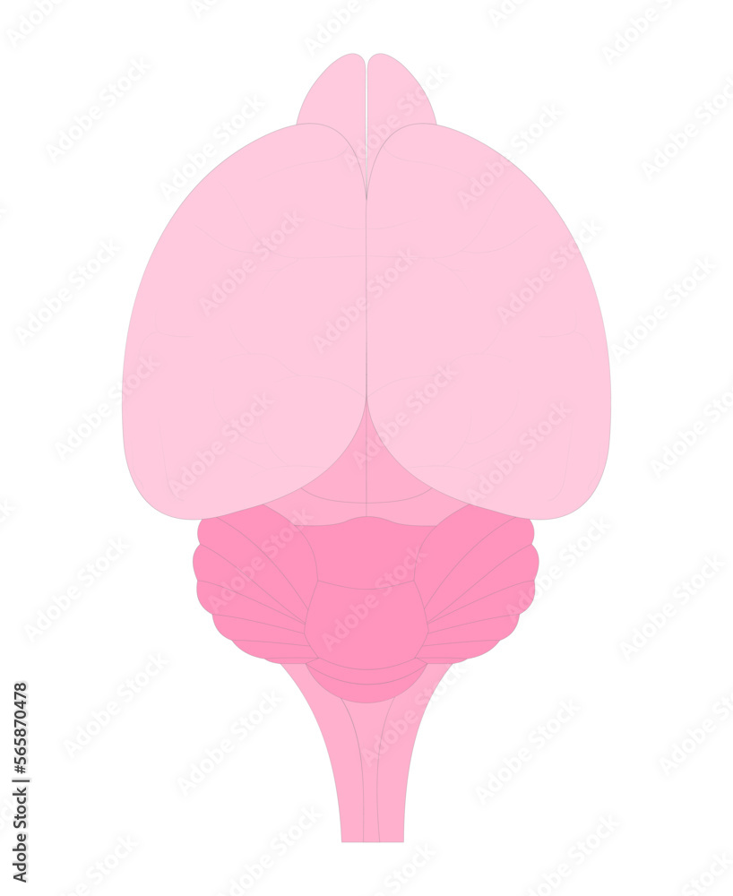 Animal anatomy. Mouse Brain (dorsal surface). Stock Vector | Adobe Stock
