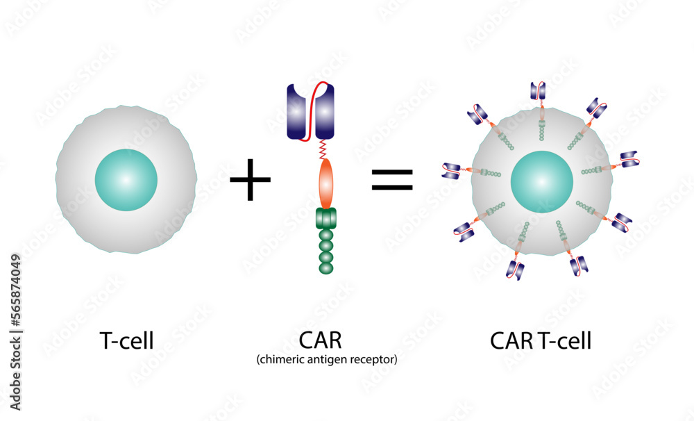Normal T cell and Chimeric antigen receptor T cell ,CAR T cell, for use ...