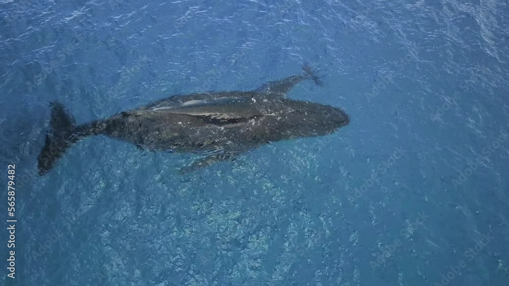 Whale mother and cub of North Atlantic smooth whale (Eubalaena ...