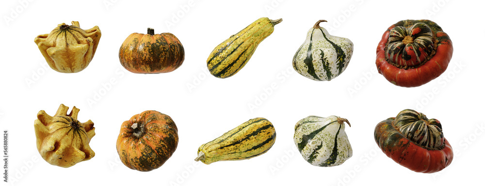 Fruit and healthy food concept. Winter squash isolated on transparent ...