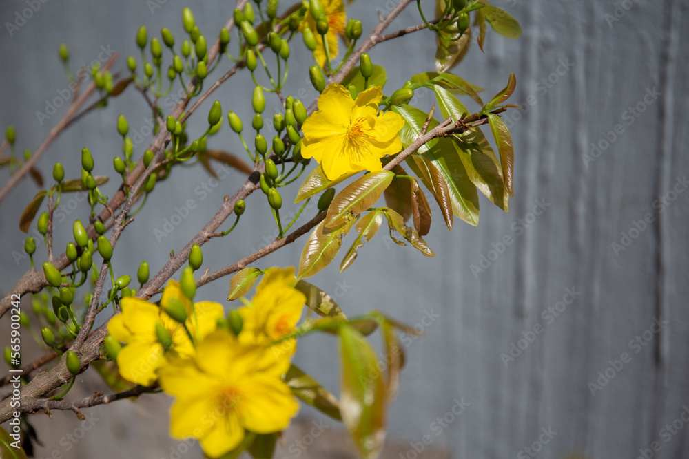 Ochna integerrima flower. Royalty high quality free stock image of ...