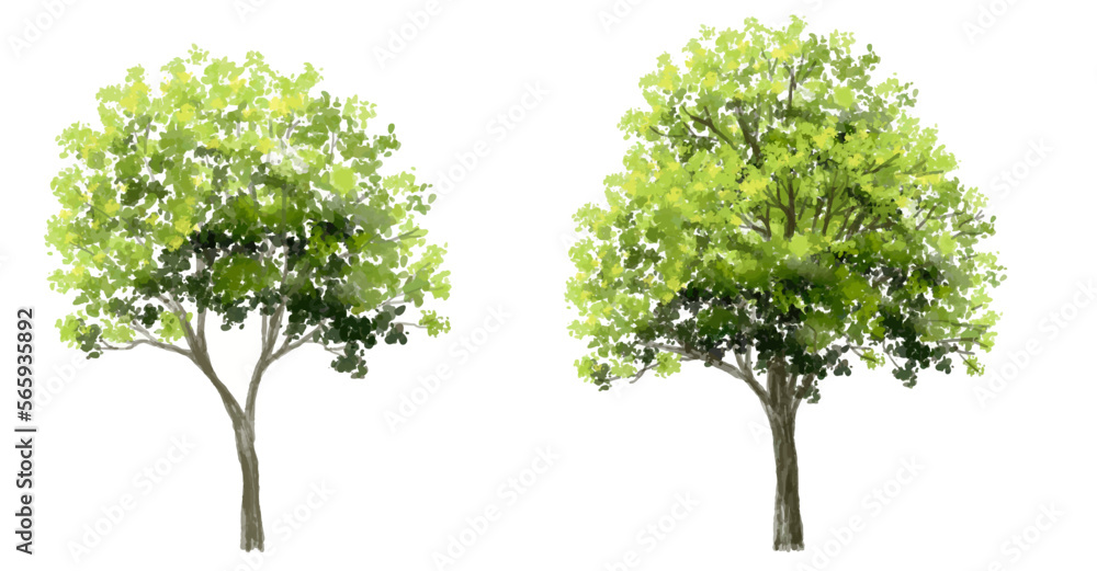 Vector watercolor of tree side view isolated on white background for ...