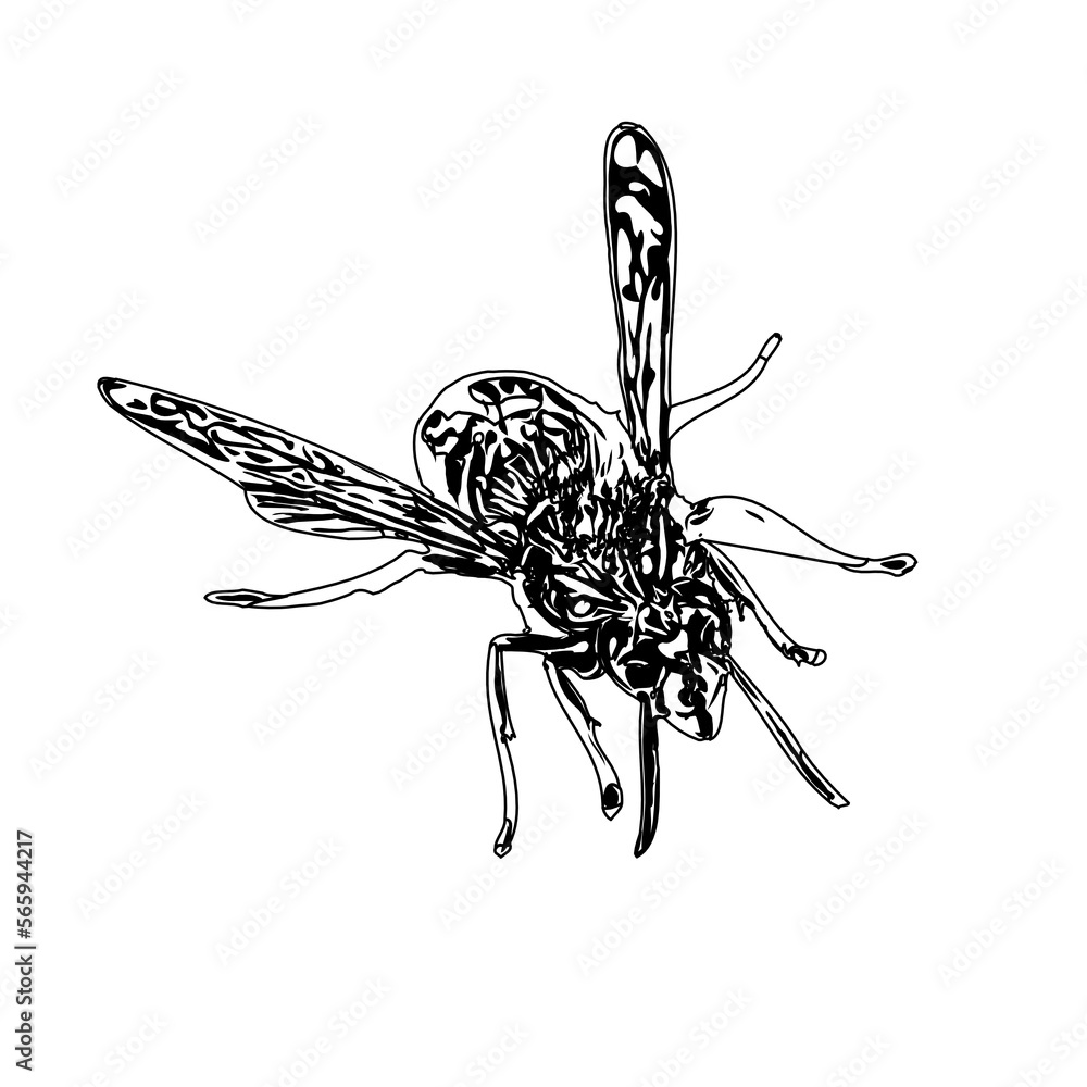 Black and white sketch of a wasp with transparent background Stock ...
