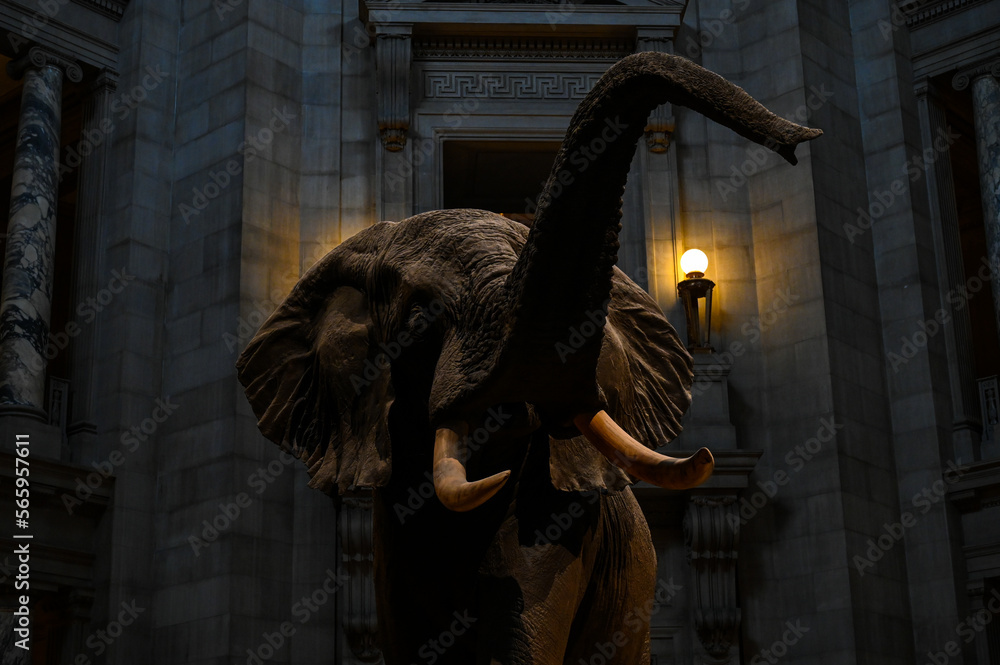 Washington, D.C. / USA - 09 11 2022: The African bush elephant in the ...