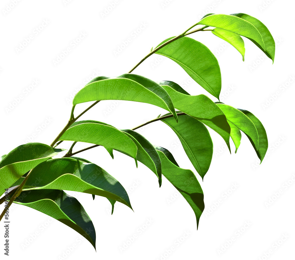 green leaf transparent background Stock Photo | Adobe Stock