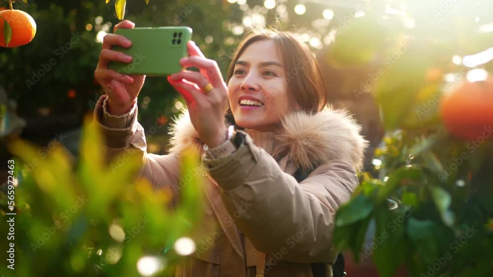 Video „Asian teenager girl tourist Taking Photo of jeju orange garden with Mobile Phone spending ...