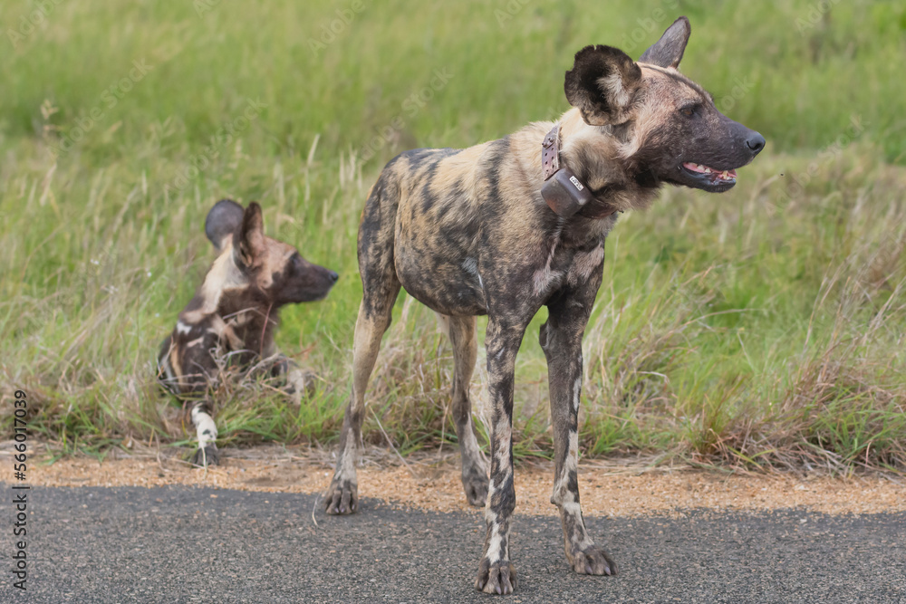 Two african wild dogs - Lycaon pictus - on road with green vegetation ...
