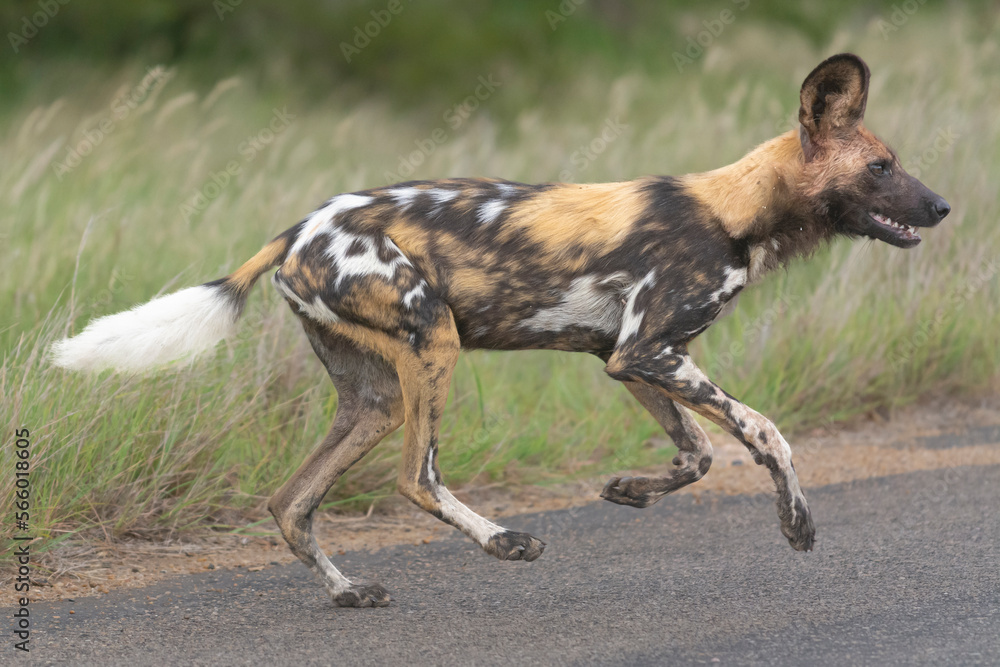 Running african wild dog - Lycaon pictus - with green vegetation in ...