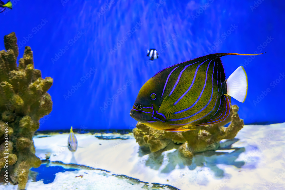 Beautiful fish Bluering angelfish, Pomacanthus Annularis in blue ...