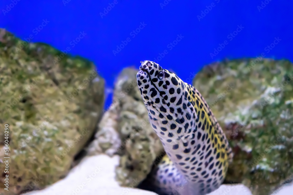 Gymnothorax favagineus or laced moray fish swimming out of its hiding ...