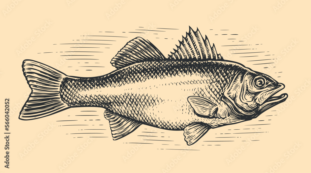 Hand drawn Sea Bass, whole fish, sketch in vintage engraving style ...