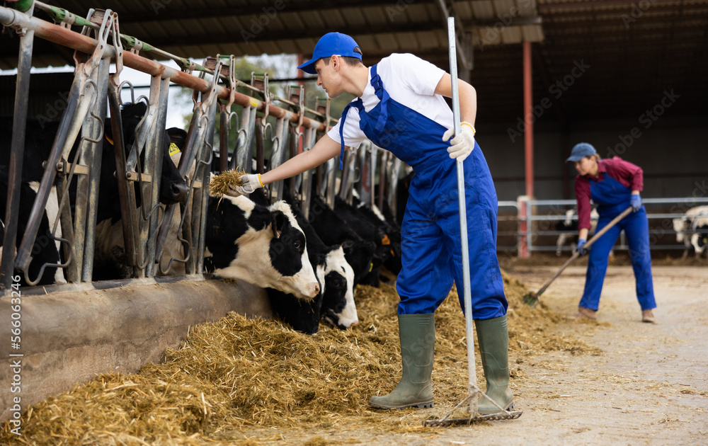 Focused European male farmer in overalls arranging hay and feeding cows ...