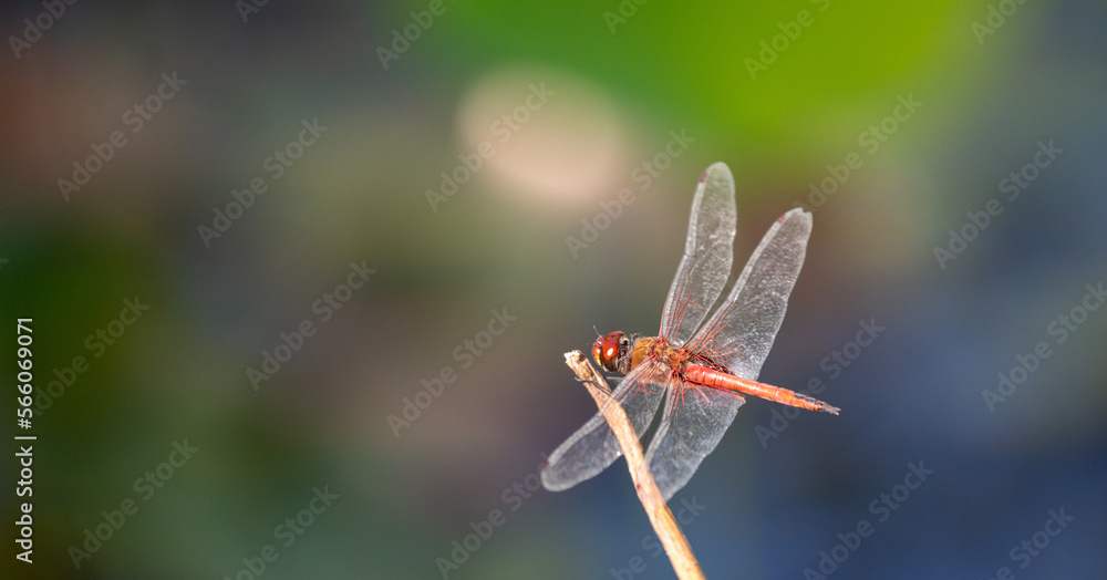 Red tailed dragonfly [crocothemis servilia] on the North Shore of Oahu ...