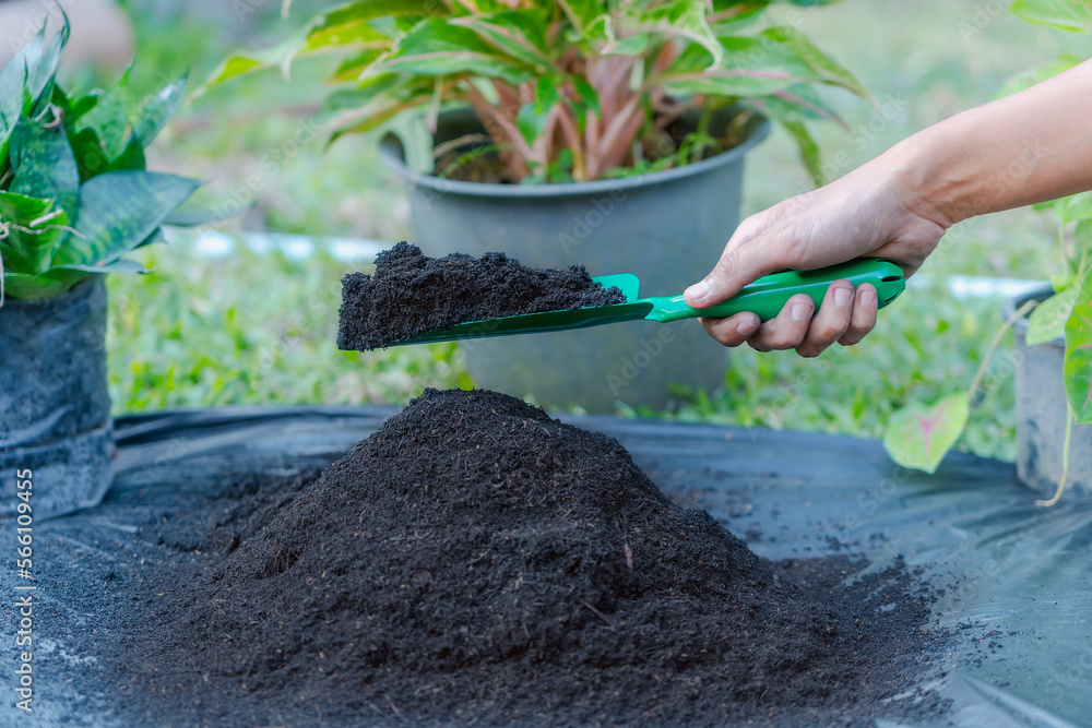 Preparation of soil mixture from fertile compost, humus and vermiculite ...