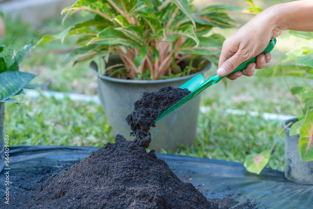 Preparation of soil mixture from fertile compost, humus and vermiculite ...