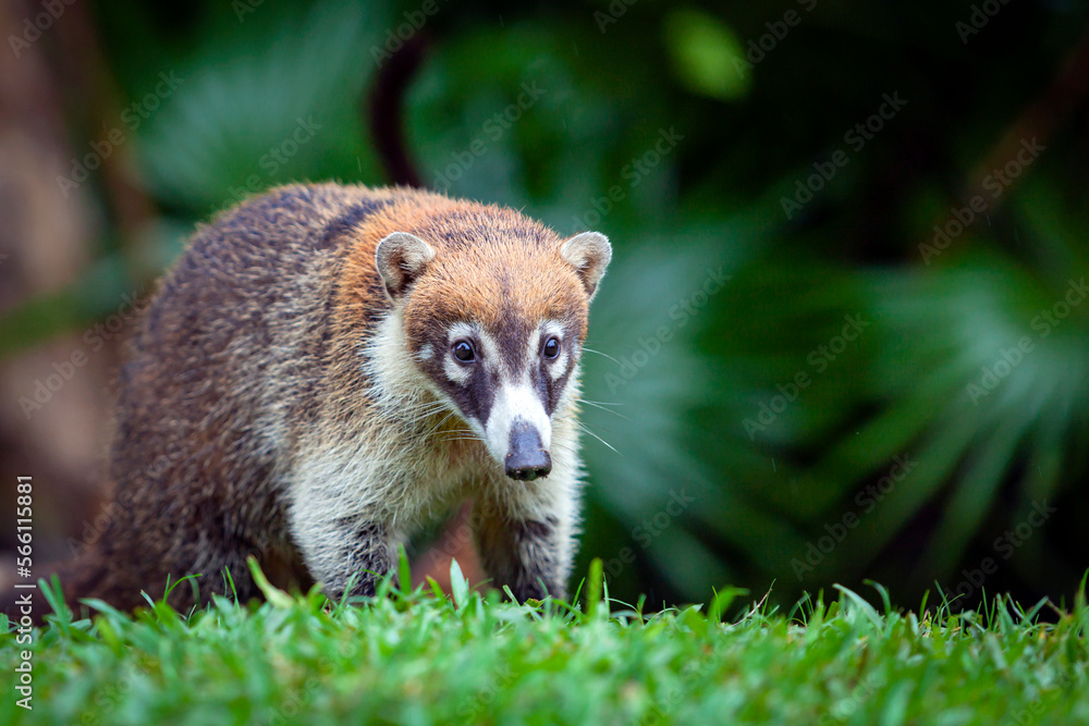 White-nosed Coati - Nasua narica, known as the coatimundi, family ...