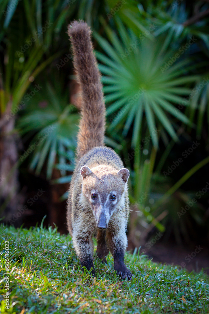 White-nosed Coati - Nasua narica, known as the coatimundi, family ...