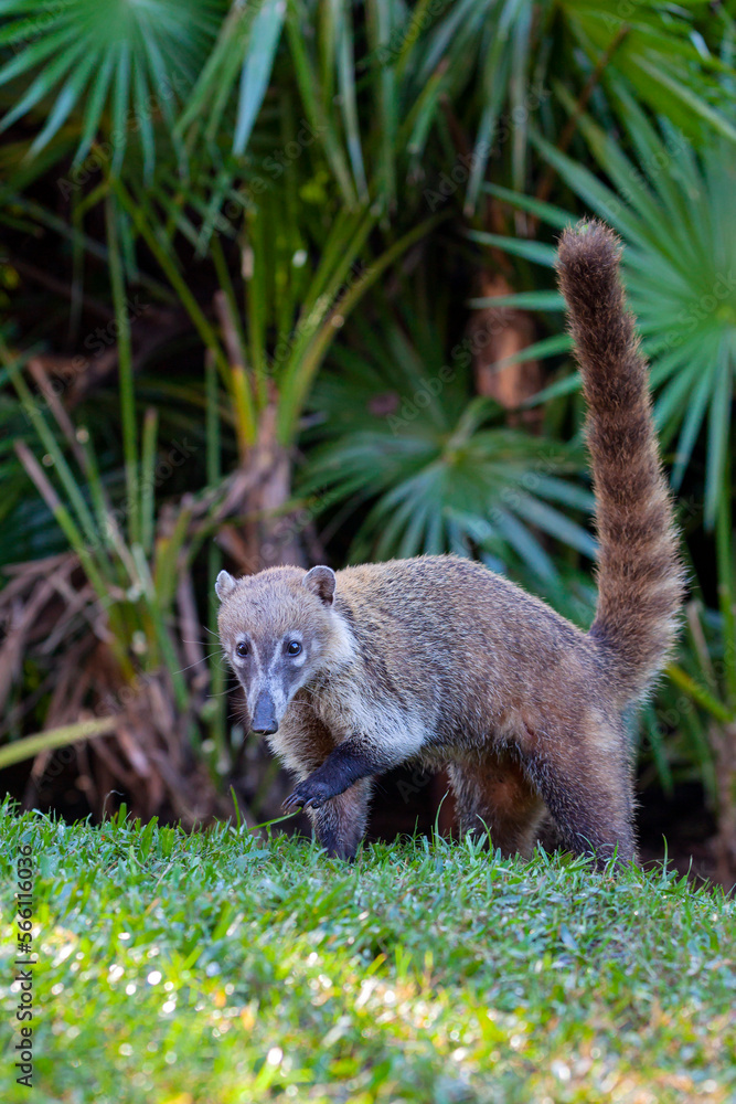 White-nosed Coati - Nasua narica, known as the coatimundi, family ...