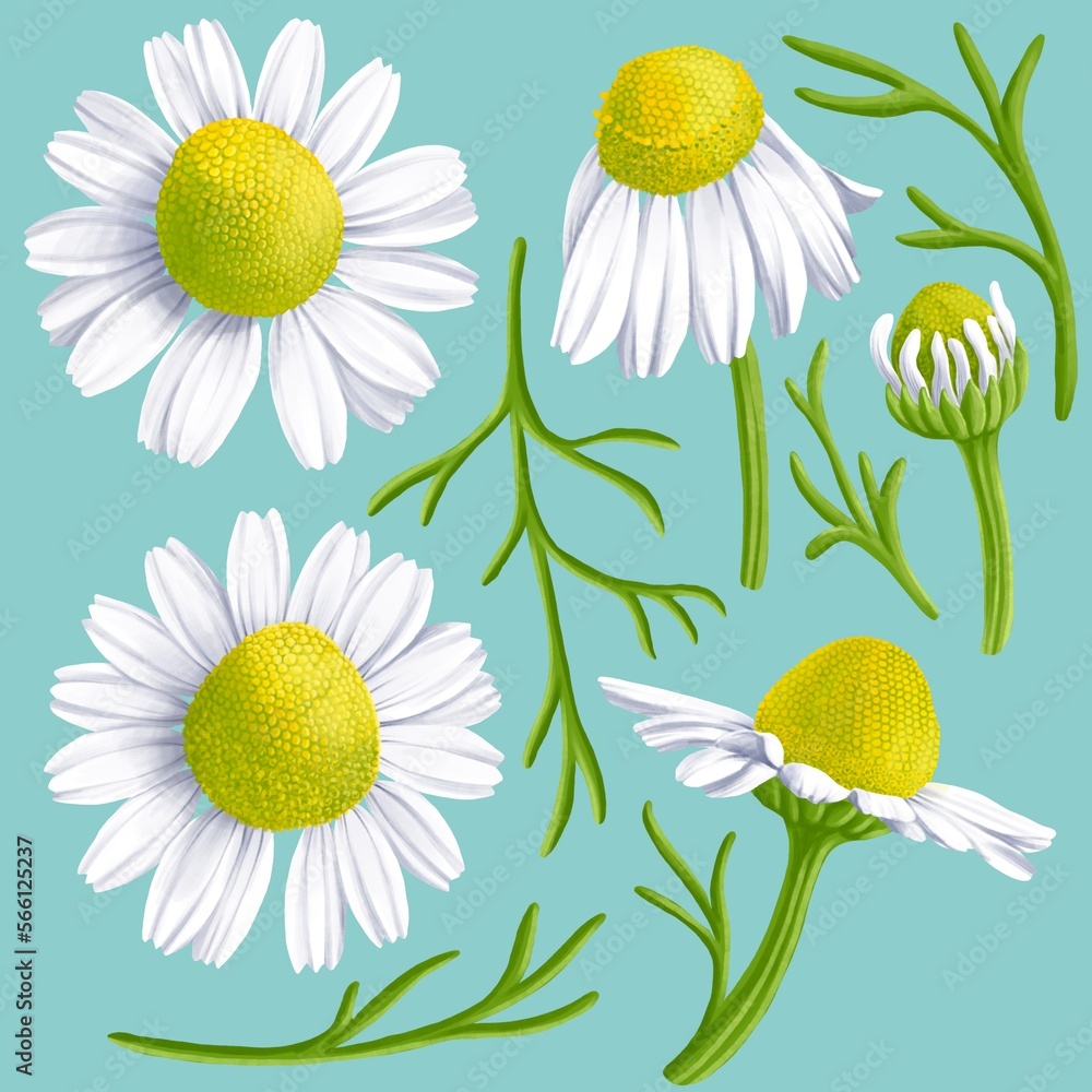 drawing realistic wild chamomile flowers, leaves and buds , Matricaria ...