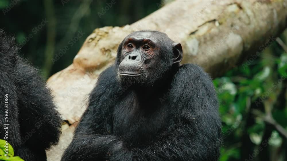 Relaxed chimpanzee in its natural habitat, Uganda; African wilderness ...