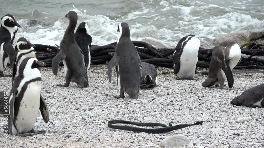 African Penguins flock on the beach, south Africa, 2022 stony point ...