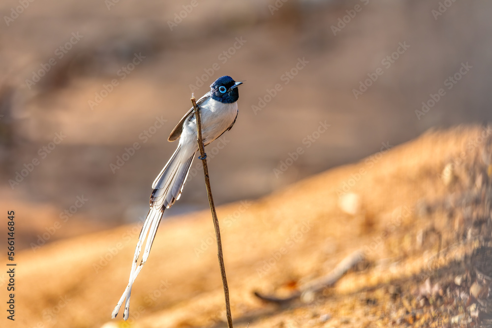 Beautiful bird Malagasy paradise flycatcher (Terpsiphone mutata), Male ...