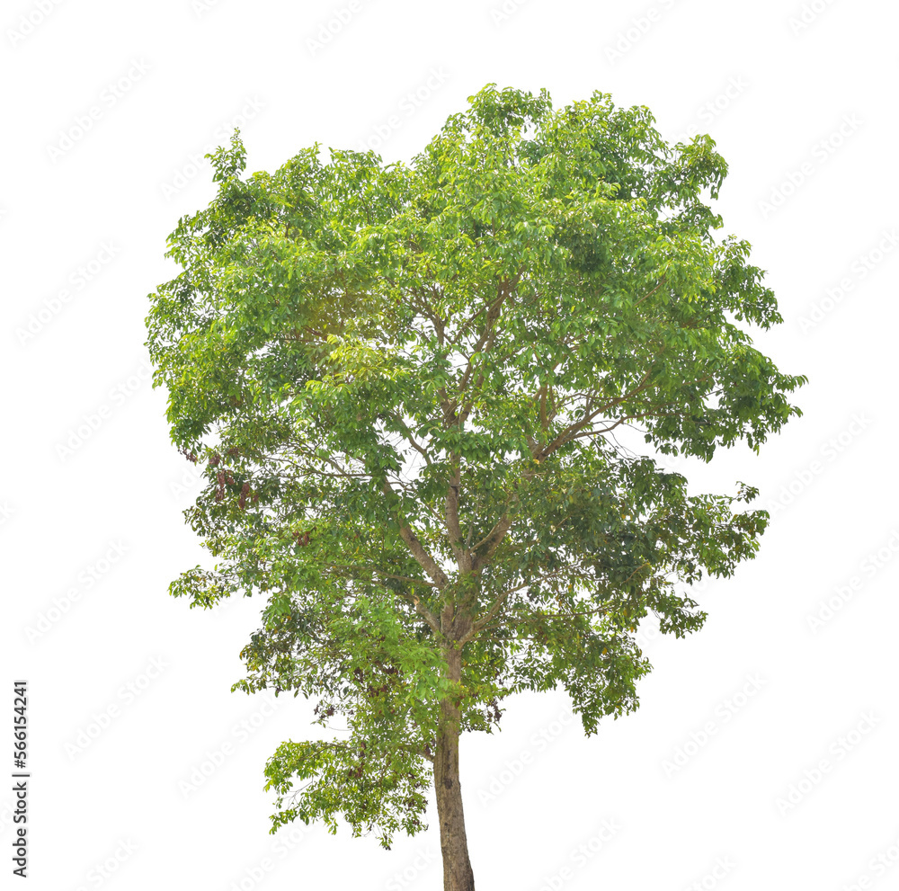 Tree isolated on transparent background PNG file Stock Photo | Adobe Stock
