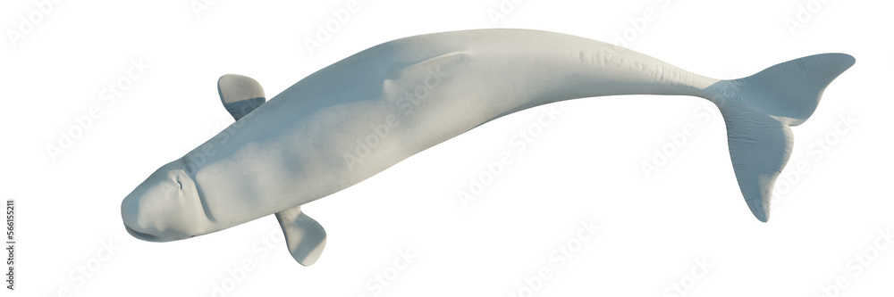 Beluga, white whale isolated on transparent background, banner format ...