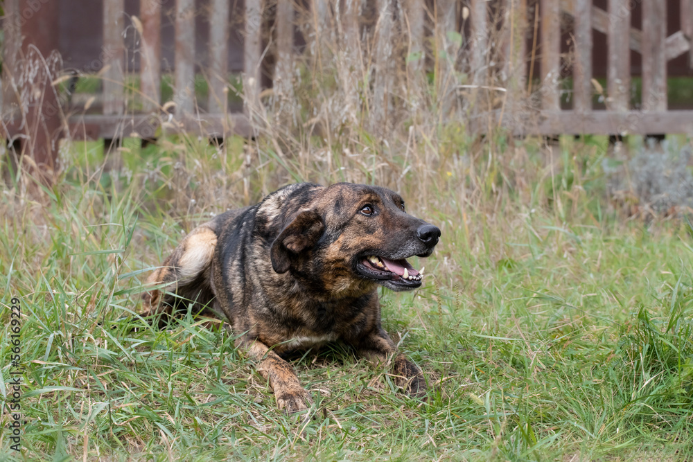 Portrait of a large dog.A large mongrel dog lies on the grass and looks ...
