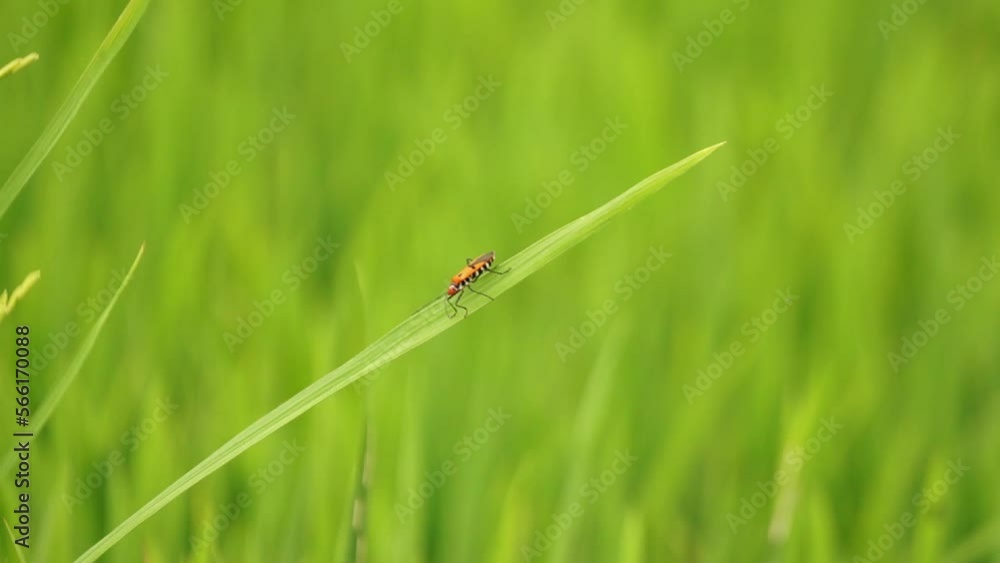 Tiny insect perched atop a green leaf. The insect has a distinctive ...