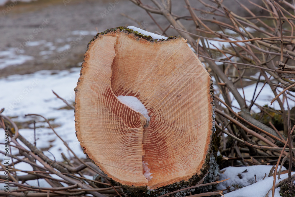 The trunk of a felled poplar tree shows a distinctive pattern on the ...