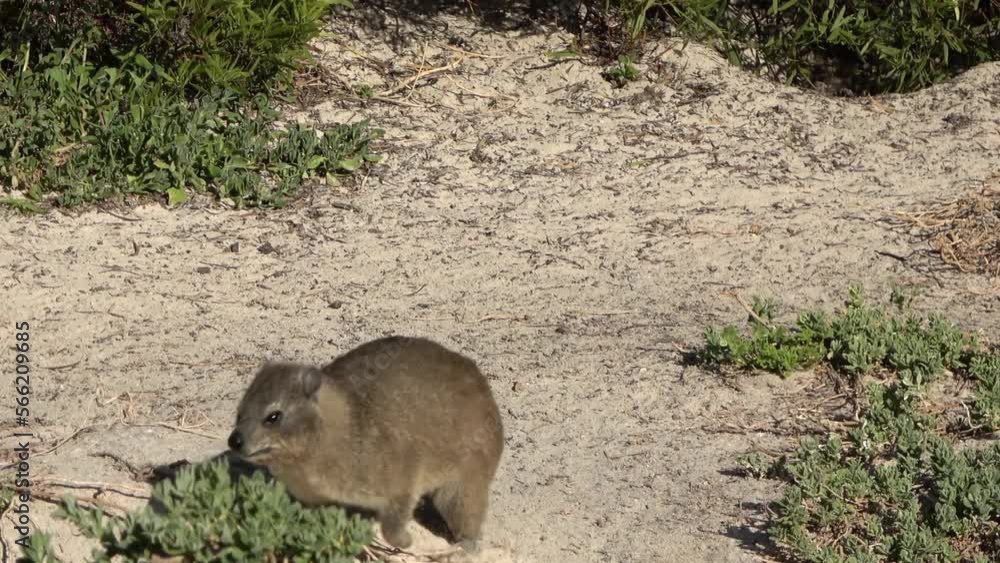 Rock Hyrax male scratch with penis revealed Cape of Good Hope, South ...