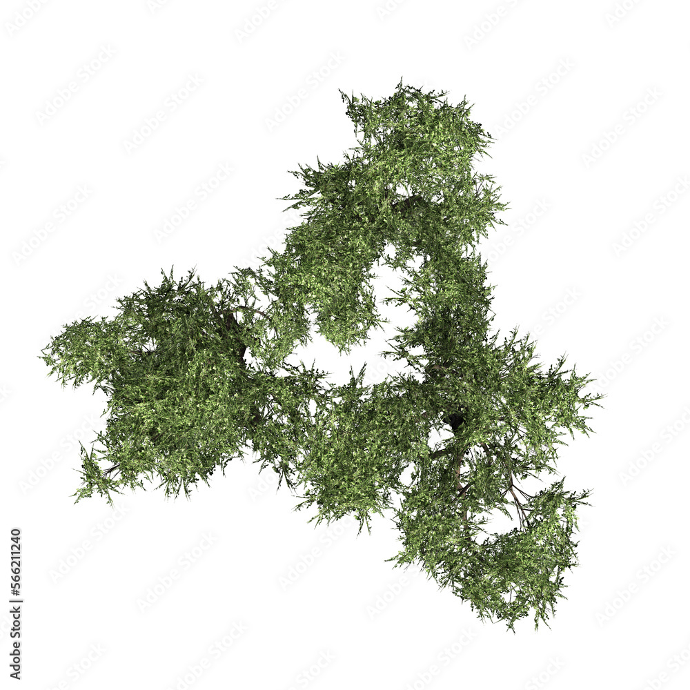 Acacia trees isolated on PNG transparent background - top view - use ...