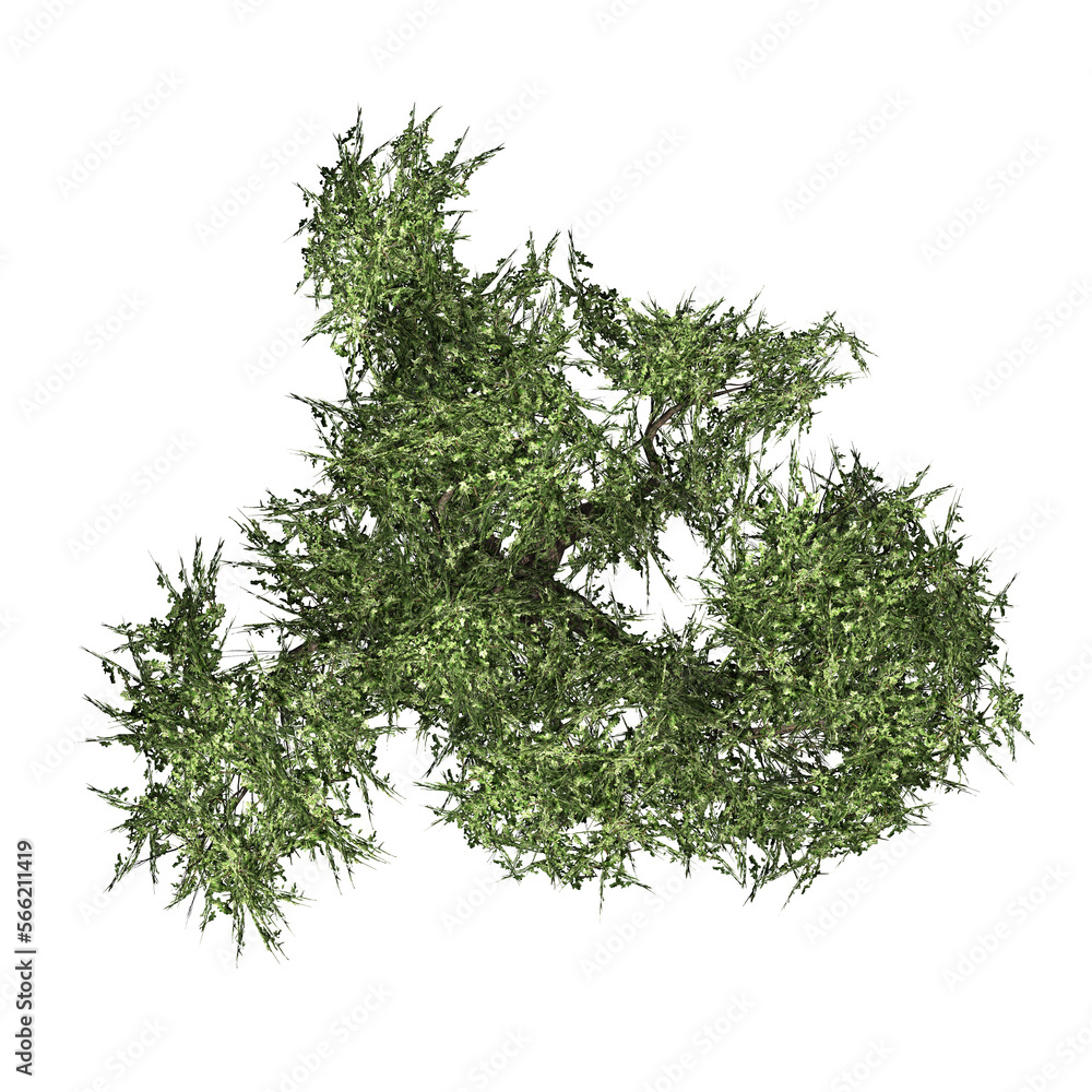 Acacia tree isolated on PNG transparent background - top view - use for ...