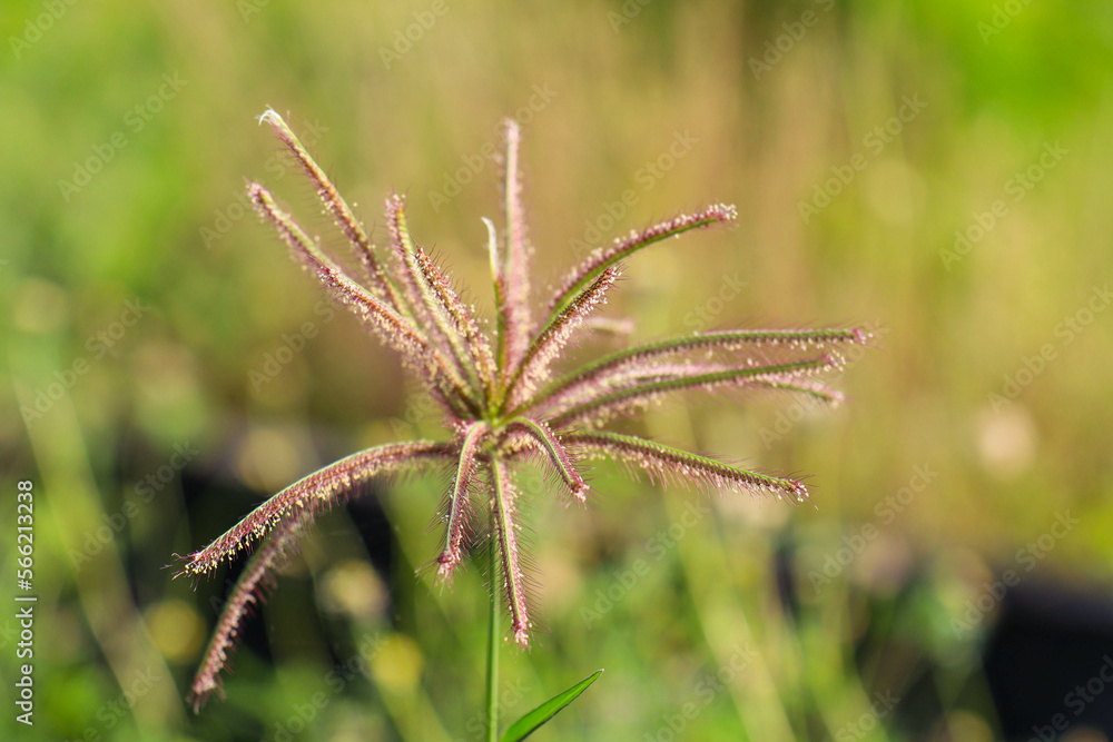 teki grass flowers ( Cyperus rotundus ) growing wild along the rice ...